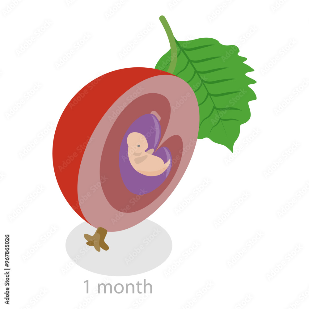 3D Isometric Flat Vector Illustration of Embryo Monthly Growth Stages ...