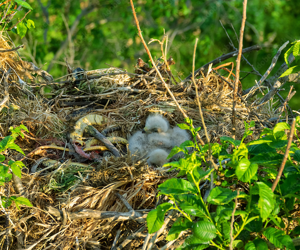 Long-legged buzzard (Buteo rufinus) nestlings are 5 days old, elder's ...