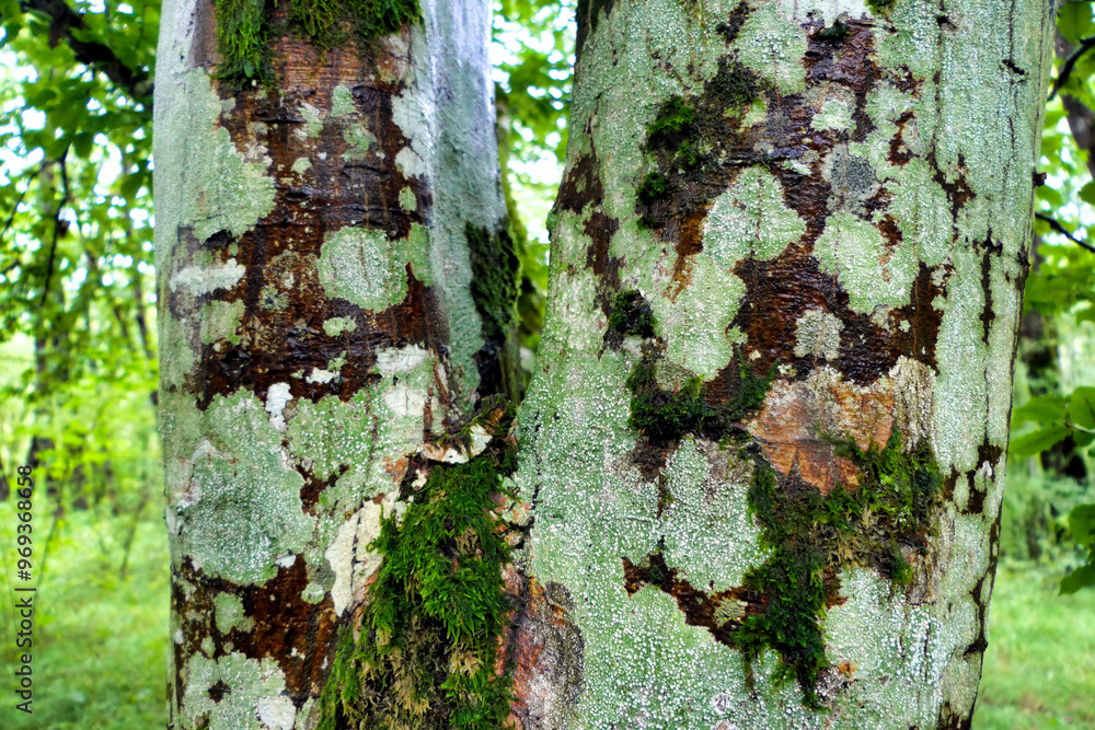 European Beech Tree (Fagus sylvatica) covered in a mosaic of fungi ...
