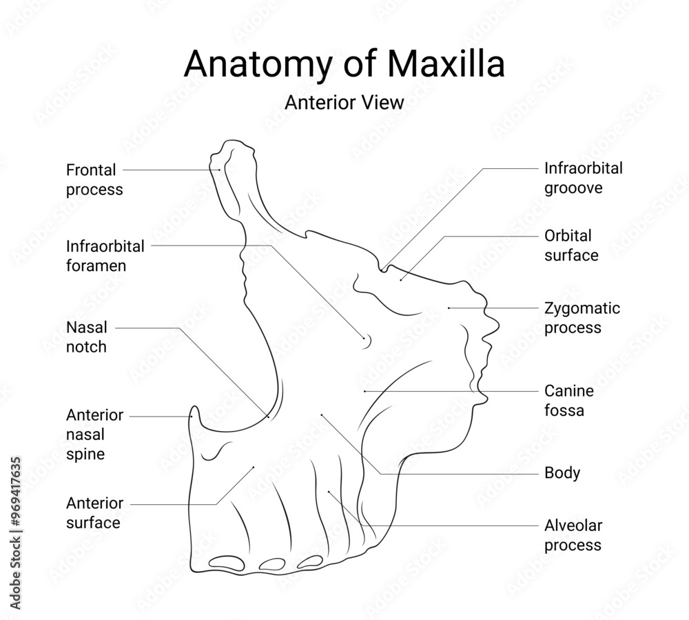 Anatomy of Maxilla Anterior View in Line Style Stock Vector | Adobe Stock