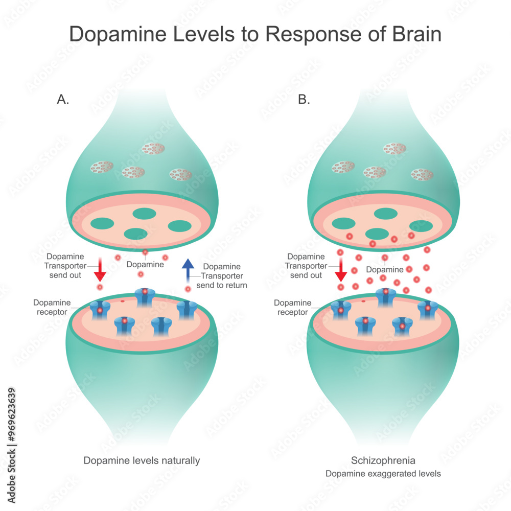 Dopamine Levels to Response of Brain. Dopamine Levels naturally and Dopamine levels in patient ...