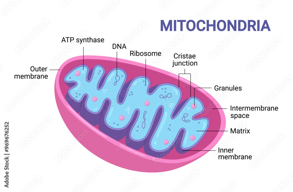 Vector diagram of Mitochondria. Cross-section view. Medical ...