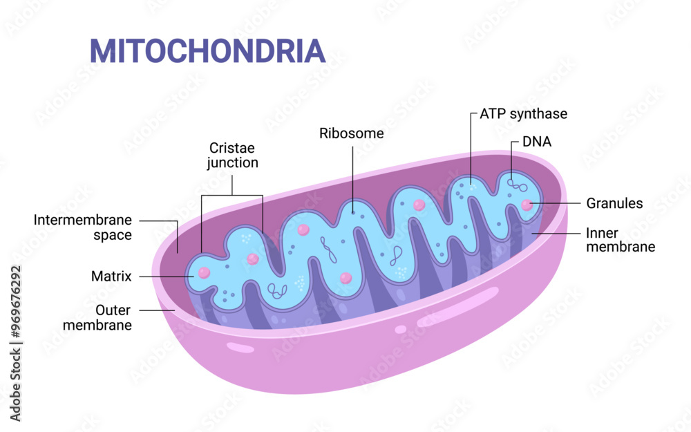 Vector diagram of Mitochondria. Cross-section view. Medical ...