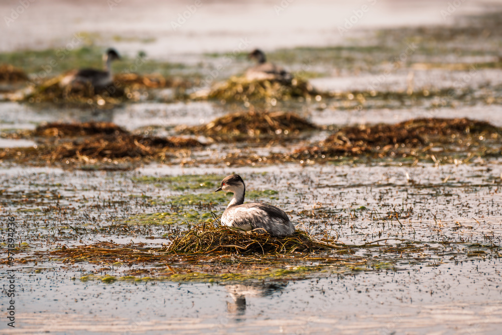 Crested ducks are nesting among vibrant aquatic vegetation in the ...