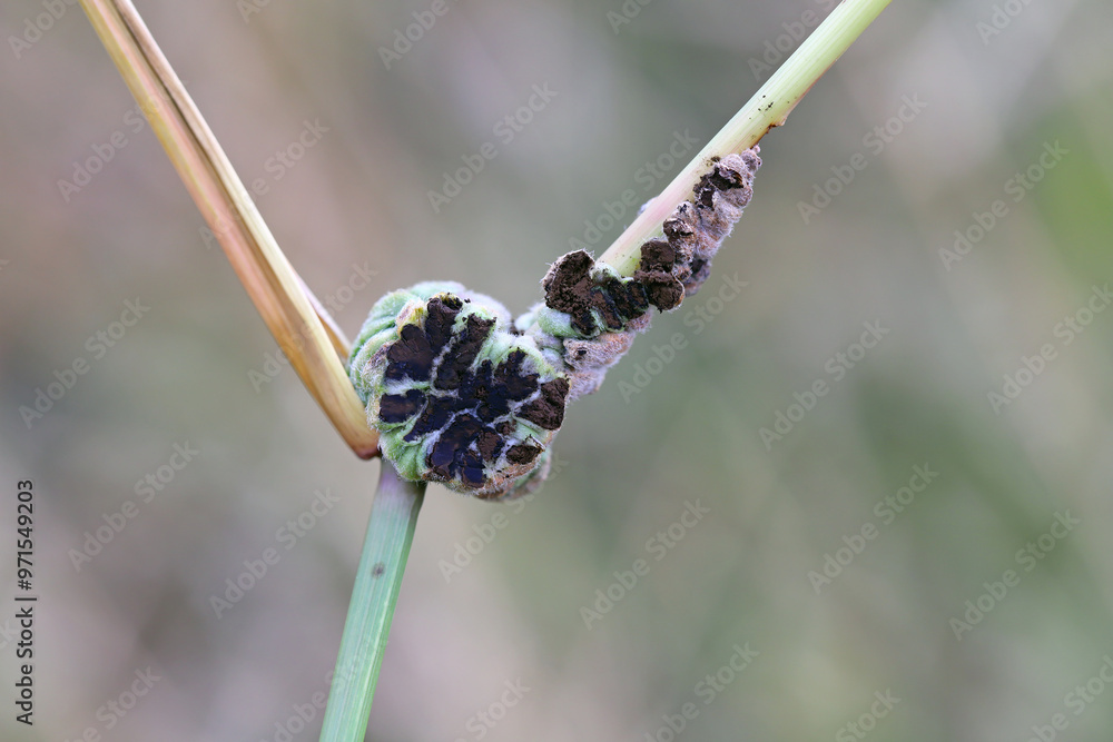 Ustilago trichophora, fungus in the family smut fungi, Ustilaginaceae ...