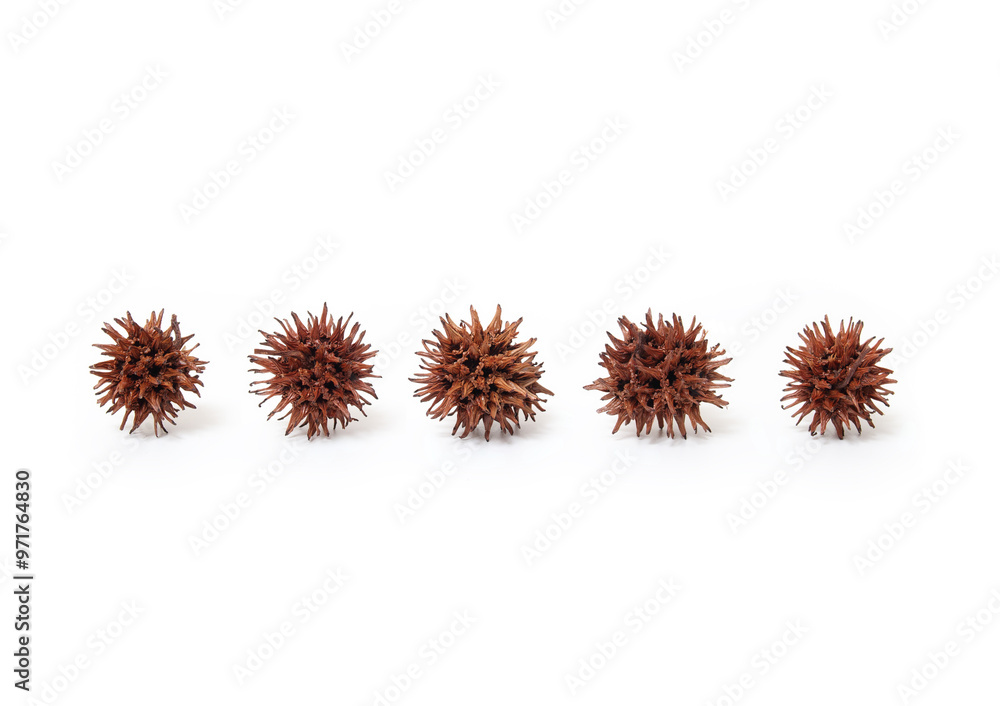 Isolated sweetgum balls in a row. Sweetgum tree seed pods. Known as ...