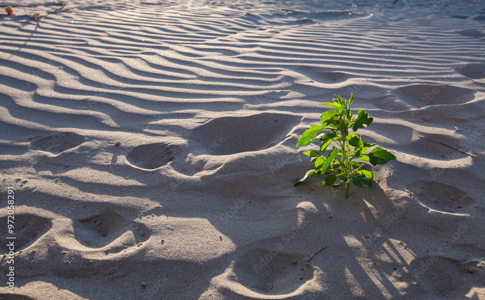 Close up picture of a small plant growing in sand dunes like in desert ...