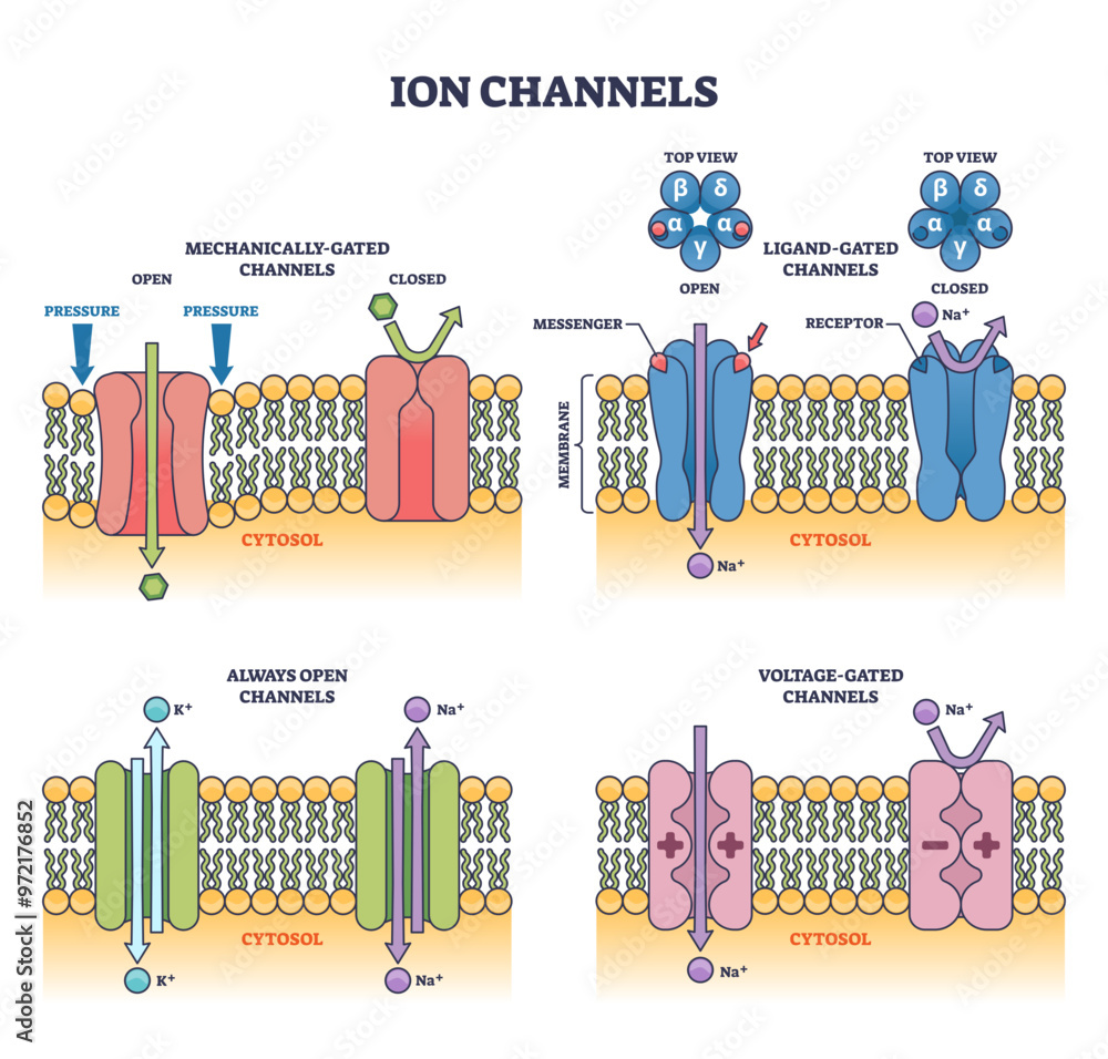 Ion channels with different membrane gated types examples outline ...
