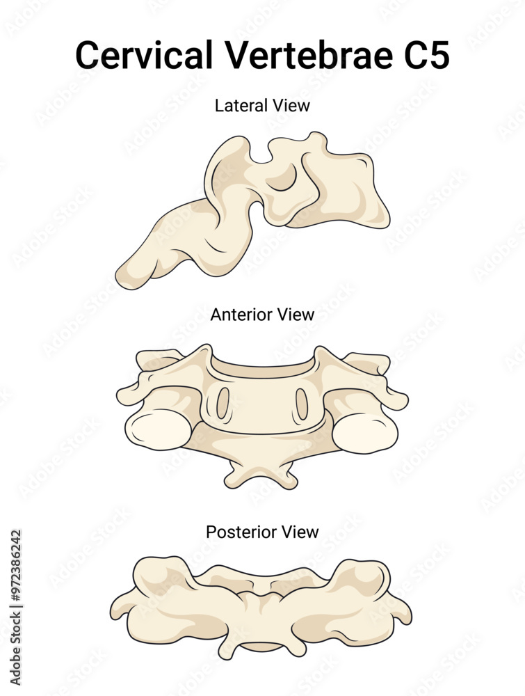 Cervical Vertebrae C5 an Overview of Medical Science Stock Vector ...