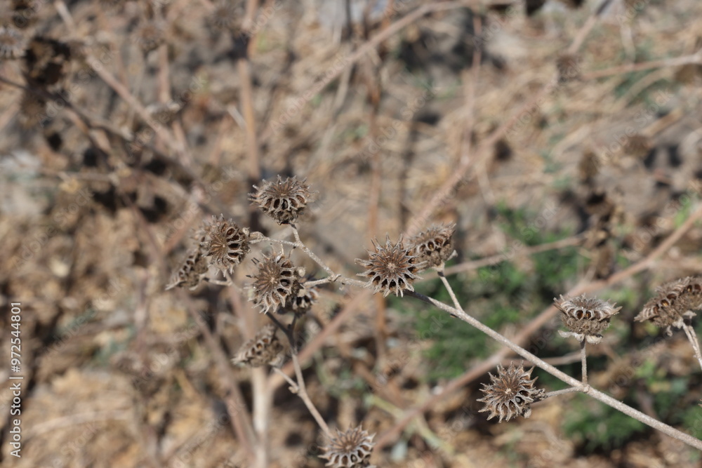 seed pods of Abutilon theophrasti, also known as Velvet Plant Stock ...