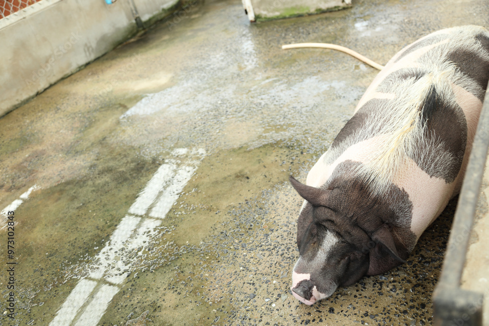 Farm Animal Life Stock Photo | Adobe Stock