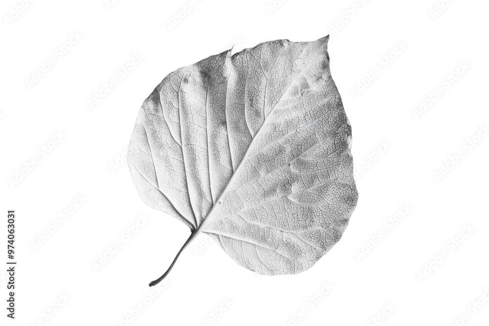 Minimalist black and white image of a single leaf on a transparent ...