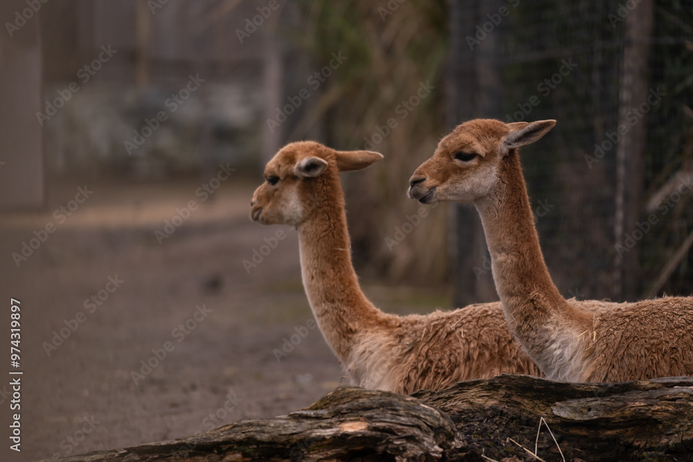 Ruminant animal from the Vicugna vicugna family similar to the guanaco ...