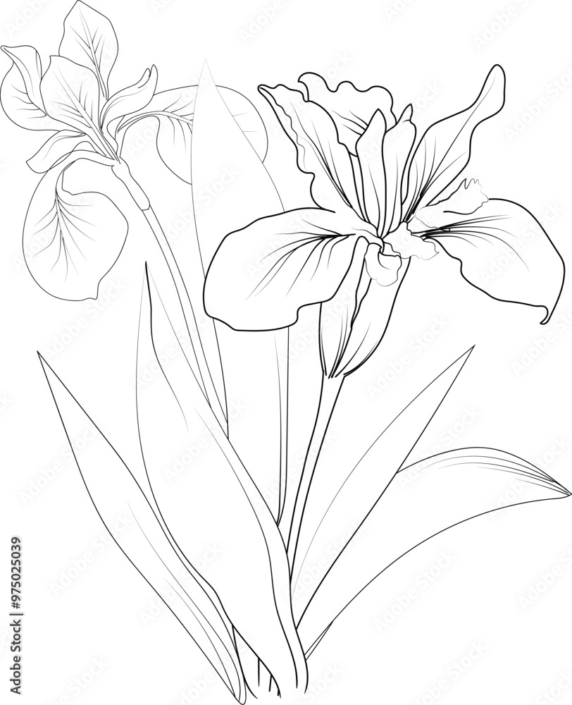 Iris flower design for card or print. hand-painted Allamanda cathartica ...