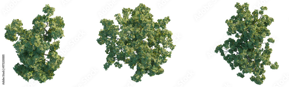 Ficus carica tree plan top view png cutout isolate Stock Illustration ...