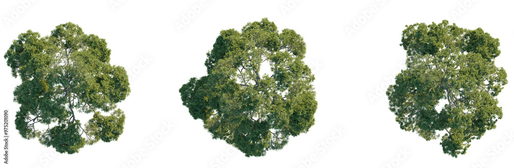 Pinus halepensis tree plan top view png cutout isolate Stock ...