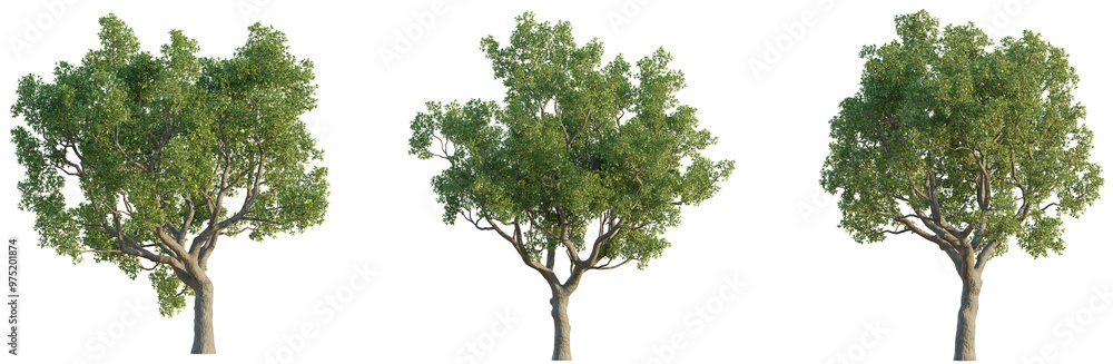 Quercus faginea tree 4k png cutout isolate Stock Illustration | Adobe Stock