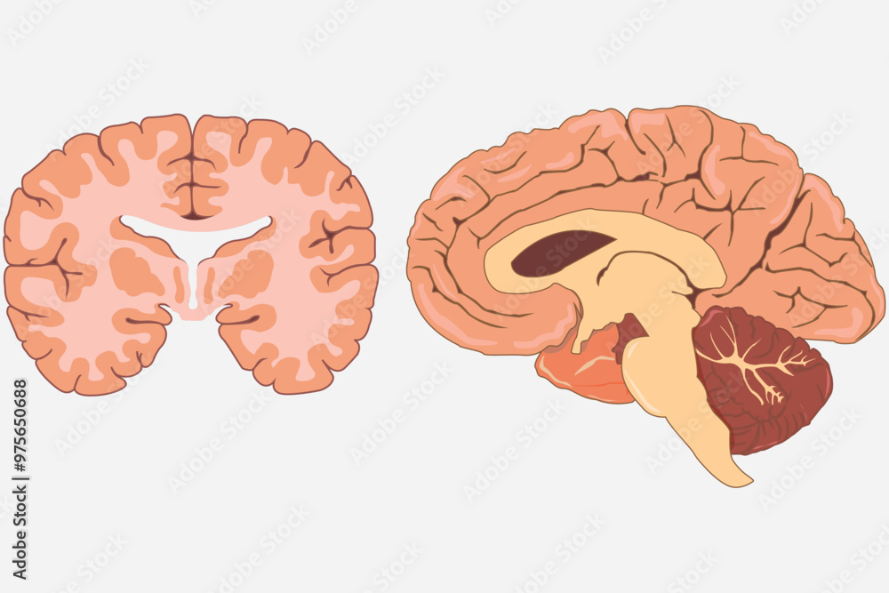 cross section of human brain, side view and front view. eps 10. white ...