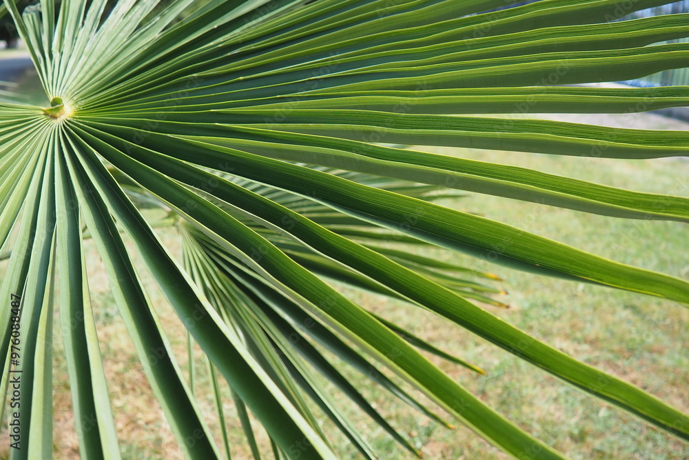 The Arecaceae is a family of perennial, flowering plants in the monocot ...