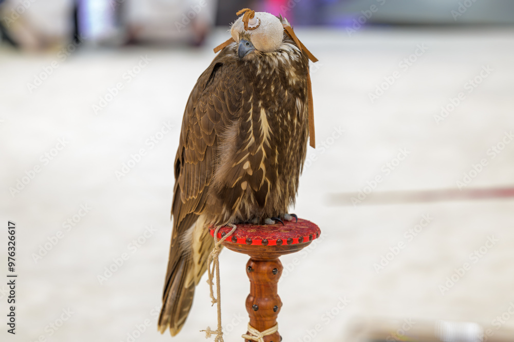 Arabian Falcon "Traditional Arabic Culture" Stock Photo | Adobe Stock