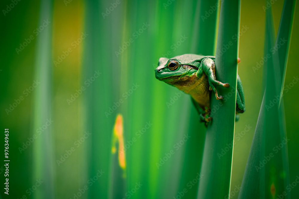 Common Tree Frog Climbing and Hiding on a Cattail Plant Stock Photo ...