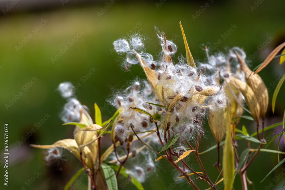 Defocused macro abstract of mature seed pods on a swamp milkweed plant ...