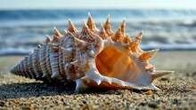 Spiny Conch Seashells Free Stock Photo - Public Domain Pictures