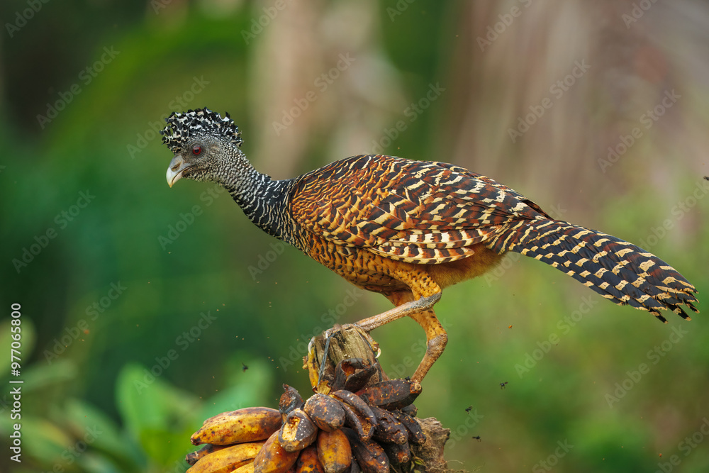 Great Curassow - Crax rubra large, pheasant-like great bird from the ...