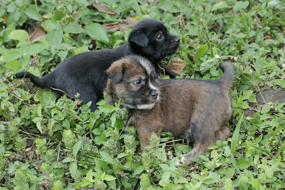 Cute and adorable expressions on the faces of two puppies. Mammals that ...