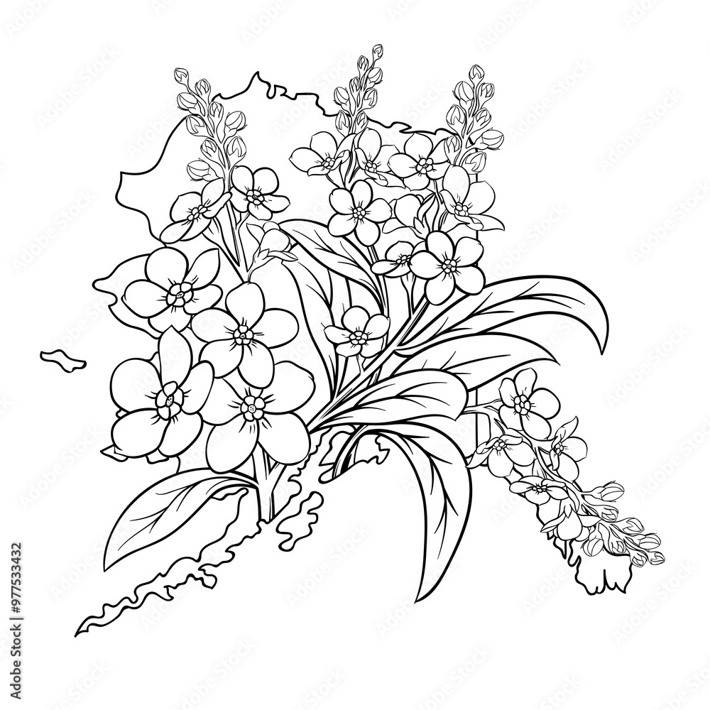 Alaska state flower, lineart vector illustration of forget-me-not ...