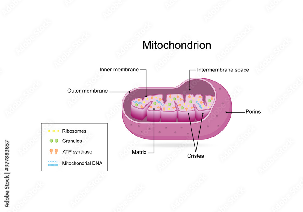 Mitochondria structure. Anatomy of mitochondrion. ATP synthase, Cristae ...