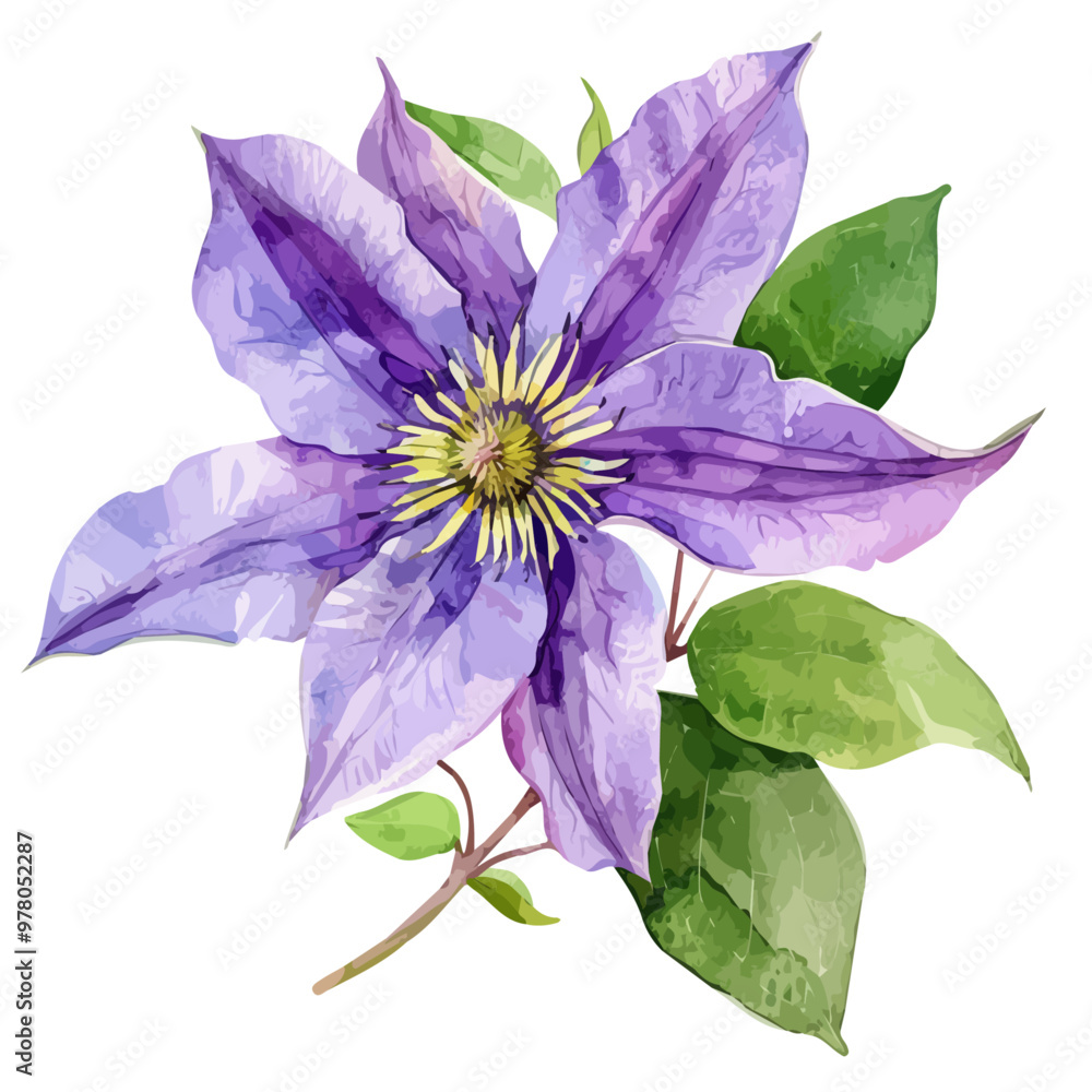 Watercolor drawing of Clematis flower, isolated on a white background ...