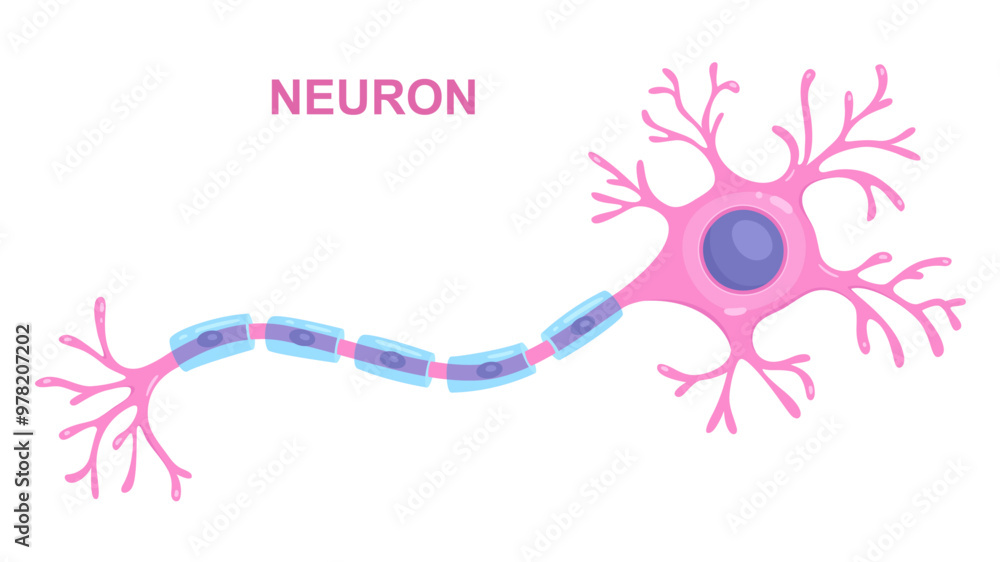 Illustration of neuron anatomy. Vector infographic (nerve cell axon and ...