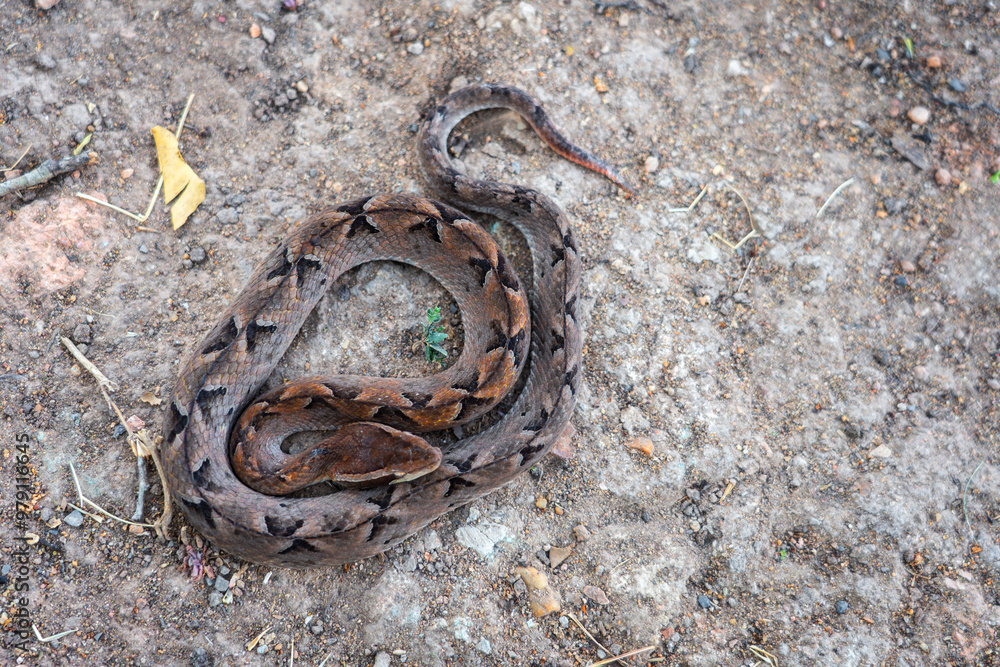 Snake with hemotoxic venom dangerous to the blood system. Malayan pit ...