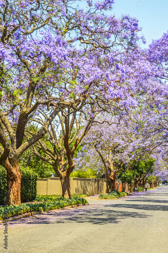 ภาพถ่าย Stock Purple blue Jacaranda mimosifolia bloom in Johannesburg ...