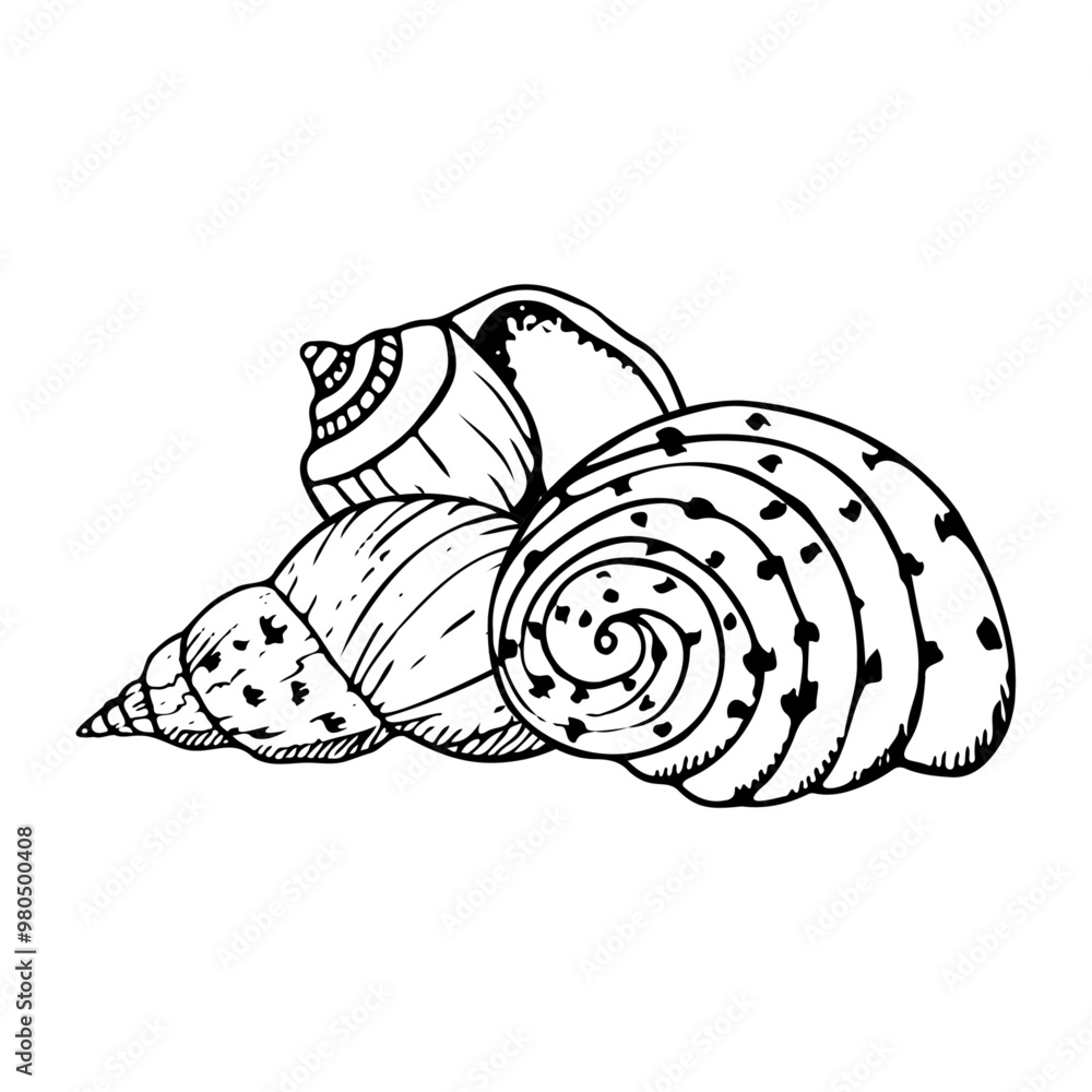 Vector spiral seashells line illustration of Cassidae sea snail ...