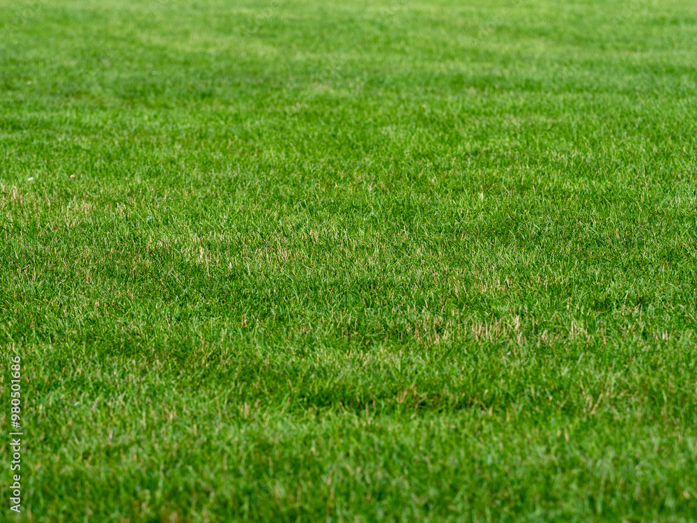 Green grass texture. Field of green grass, a lawn in spring. Background ...