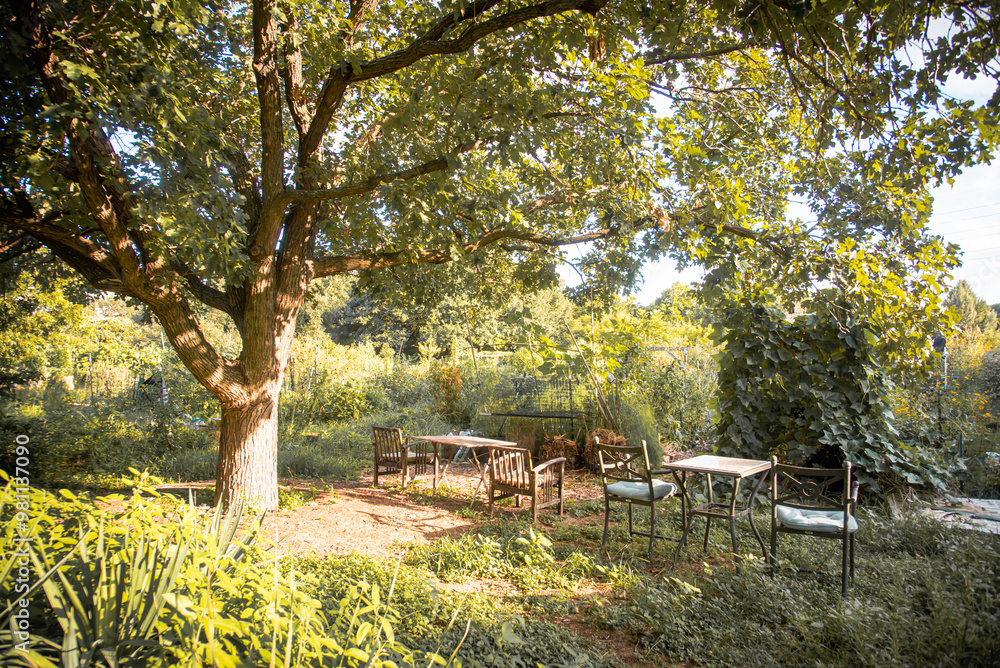 Outdoor table and armchair with cushion under shade canopy of tall oak ...
