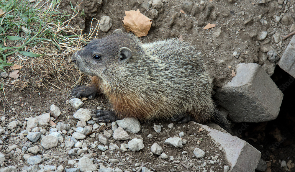 groundhog eating a peanut next to its hole in public park (small ground ...