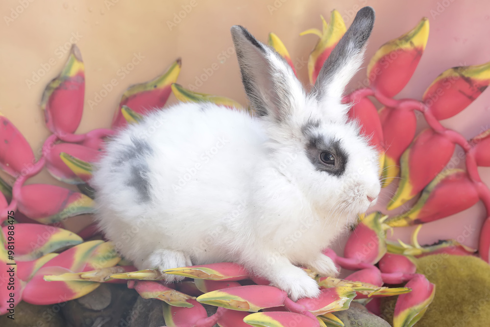 A white rabbit was eating a bunch of wild banana flowers that had ...