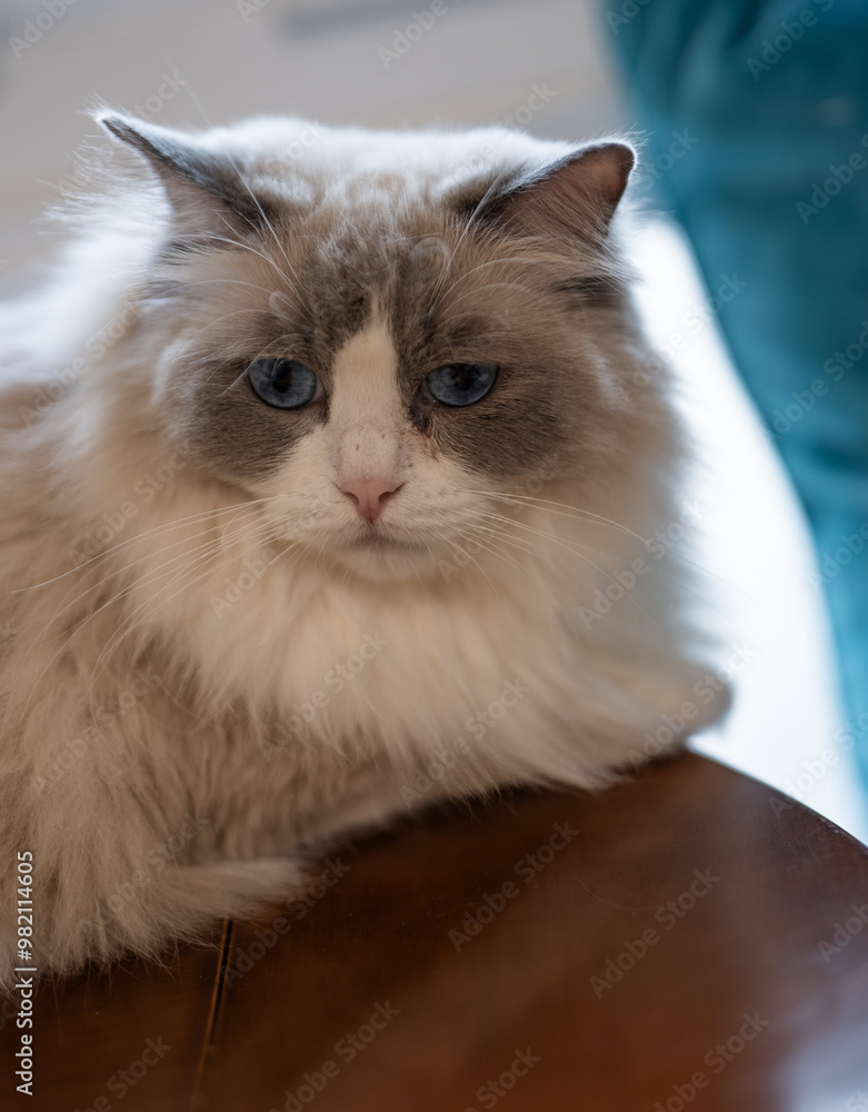 cute fluffy grey ragdoll cat with blue eyes, sitting on a window sill ...