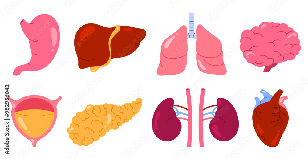 Set of human internal organs. Stomach, liver, lungs, brain, bladder, pancreas, kidneys, heart ...