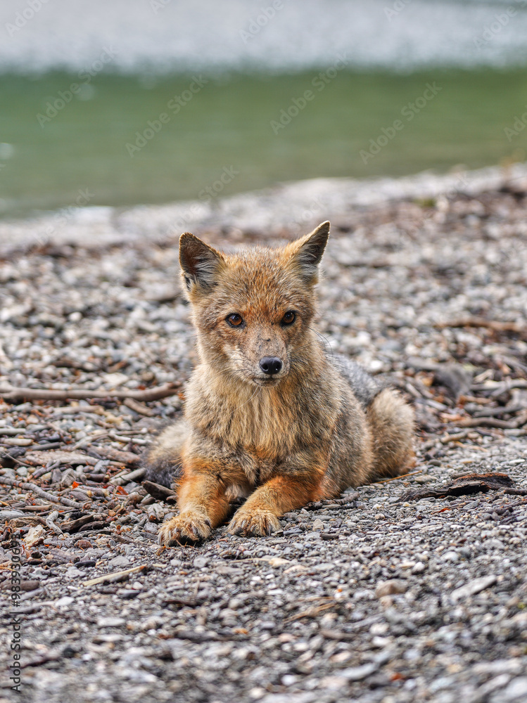 The culpeo (Lycalopex culpaeus), sometimes known as the culpeo zorro or ...