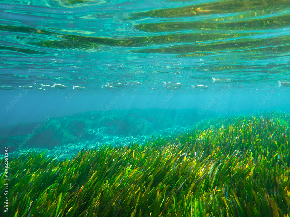 Dark blue ocean surface seen from underwater. Abstract waves underwater ...