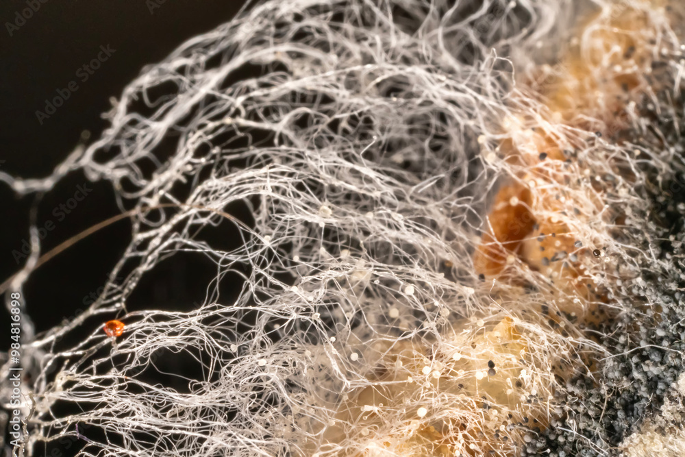 Penicillin and aspergillum mold on bread. Colonies of species of mold ...