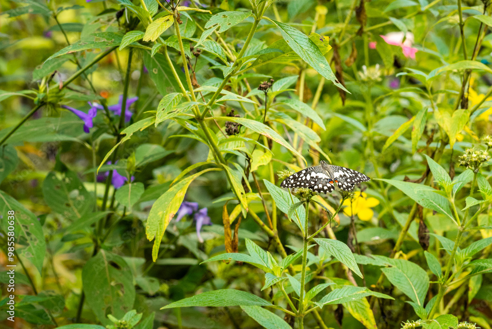 Exotic butterfly species on display in the Bannerghatta zoo and ...