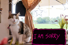 Cat Notepaper Free Stock Photo - Public Domain Pictures