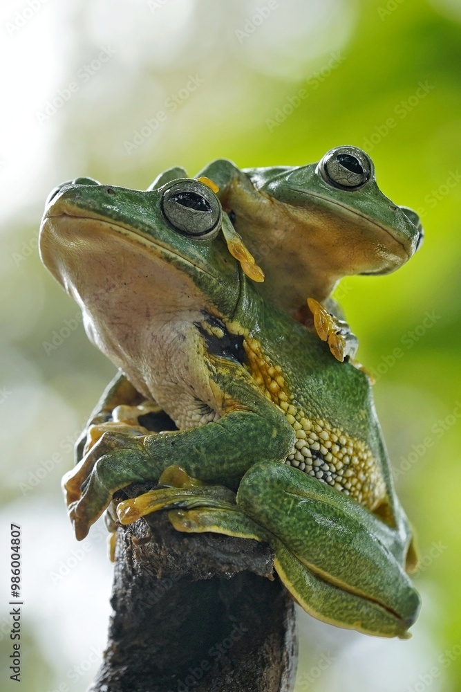 potrait Flying frog on leaves, rhacophorus reinwardtii, 21 September ...