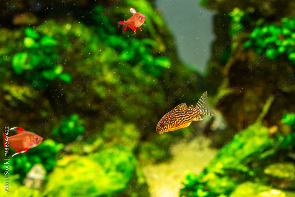 Diverse Marine life and fresh water fishes on display at the Namma ...
