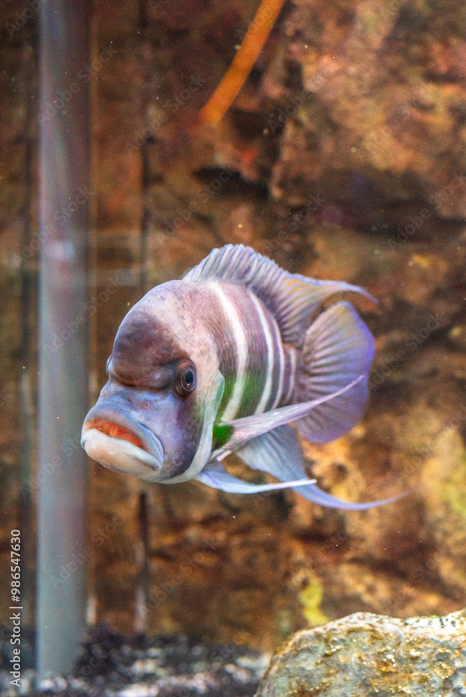 Diverse Marine life and fresh water fishes on display at the Namma ...